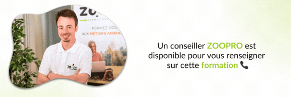 Préparez l'ACACED en ligne : Cours complets et certifiés | Zoopro